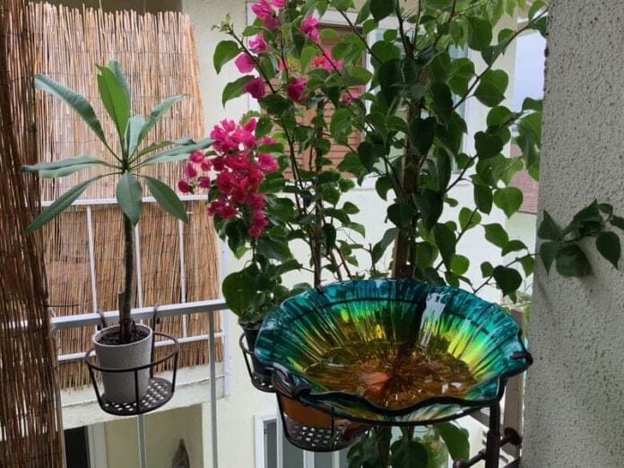 Comida mexicana y más: mi jardín y la flor de calabaza - Hispanic L.A.